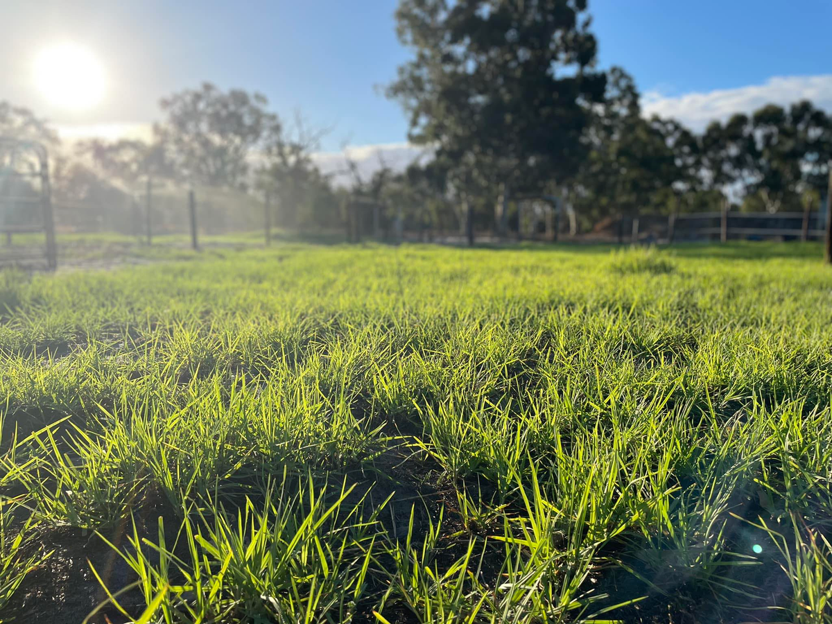 PROPERTY CARE – Seed and Feed Perth